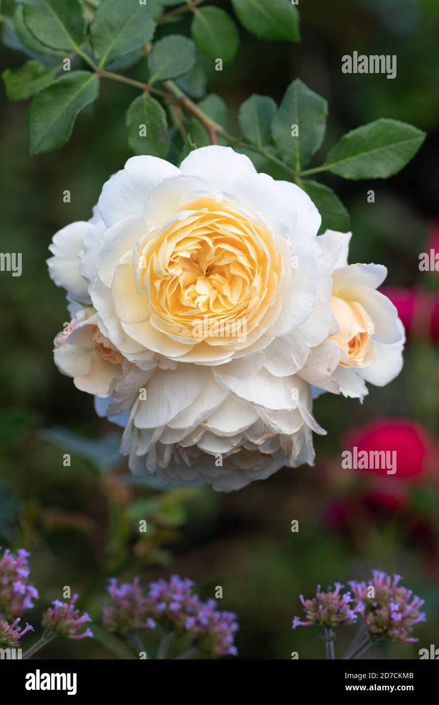 White english rose hi-res stock photography and images - Alamy