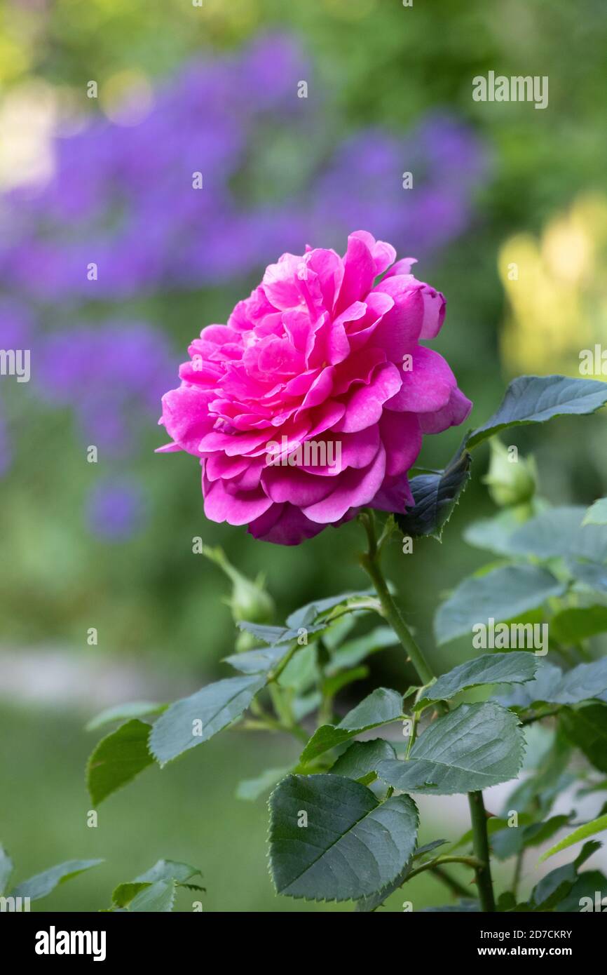 Princess anne garden hi-res stock photography and images - Alamy