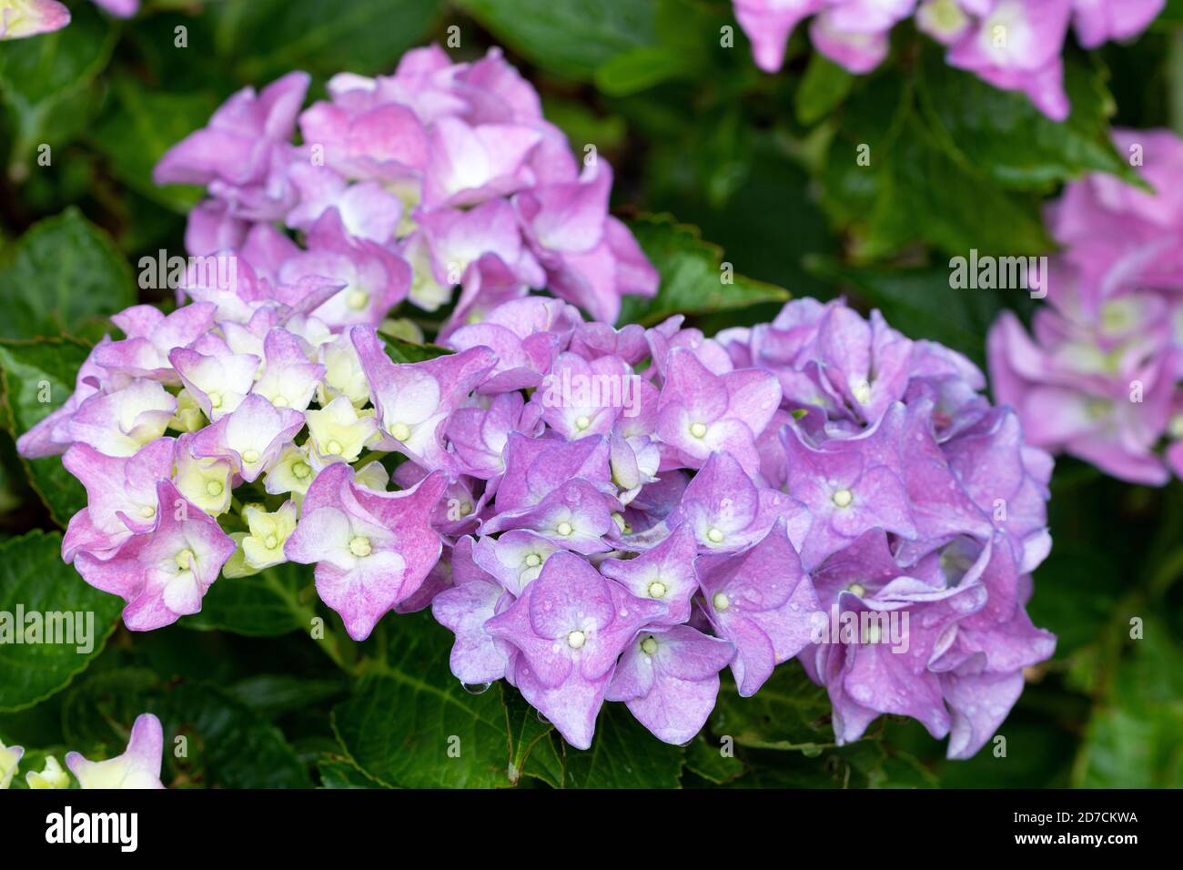 purple hydrangea macrophylla Endless Summer Stock Photo - Alamy