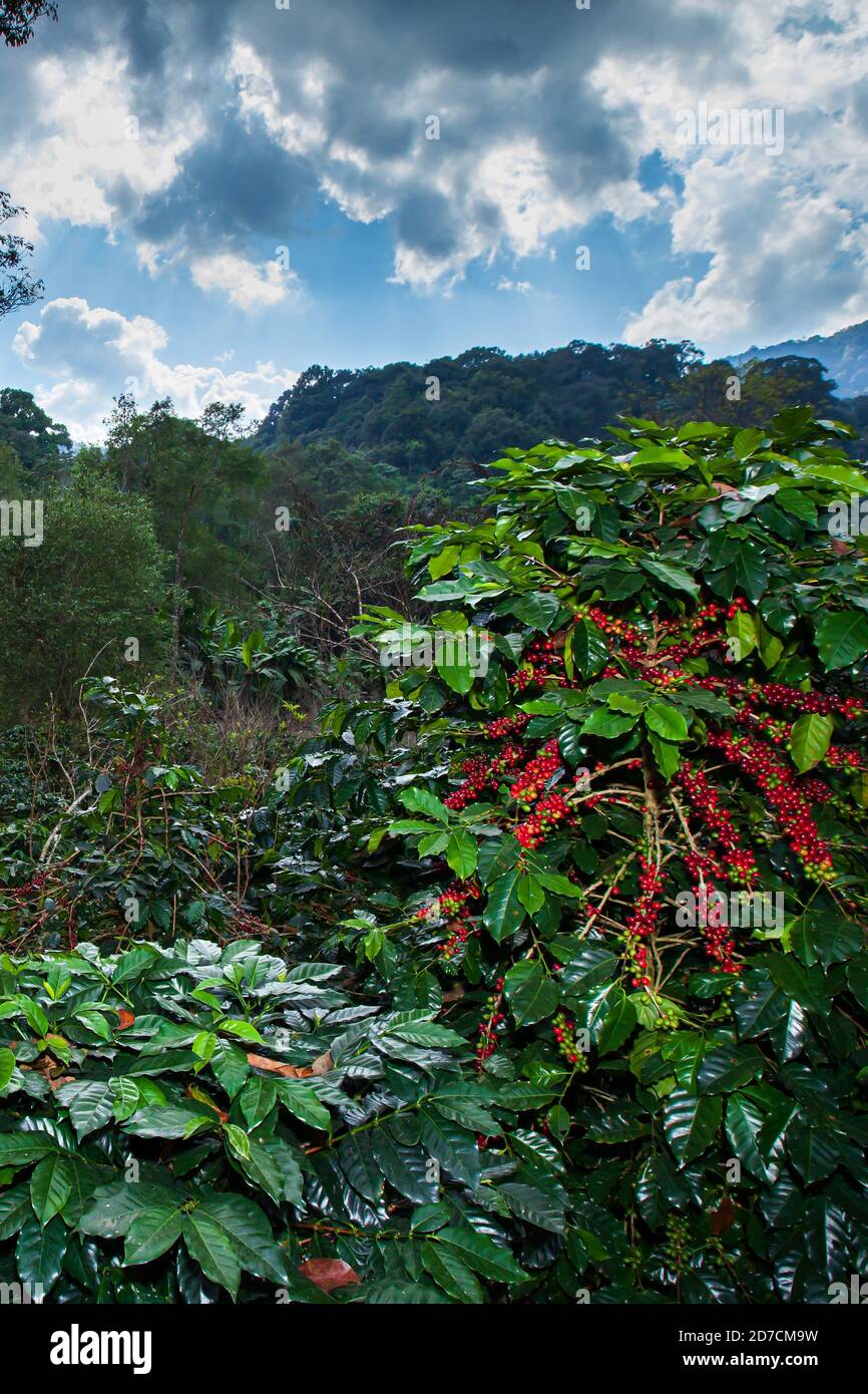 Landscape of coffee plantation in a tropical forest, fresh and ripe ...