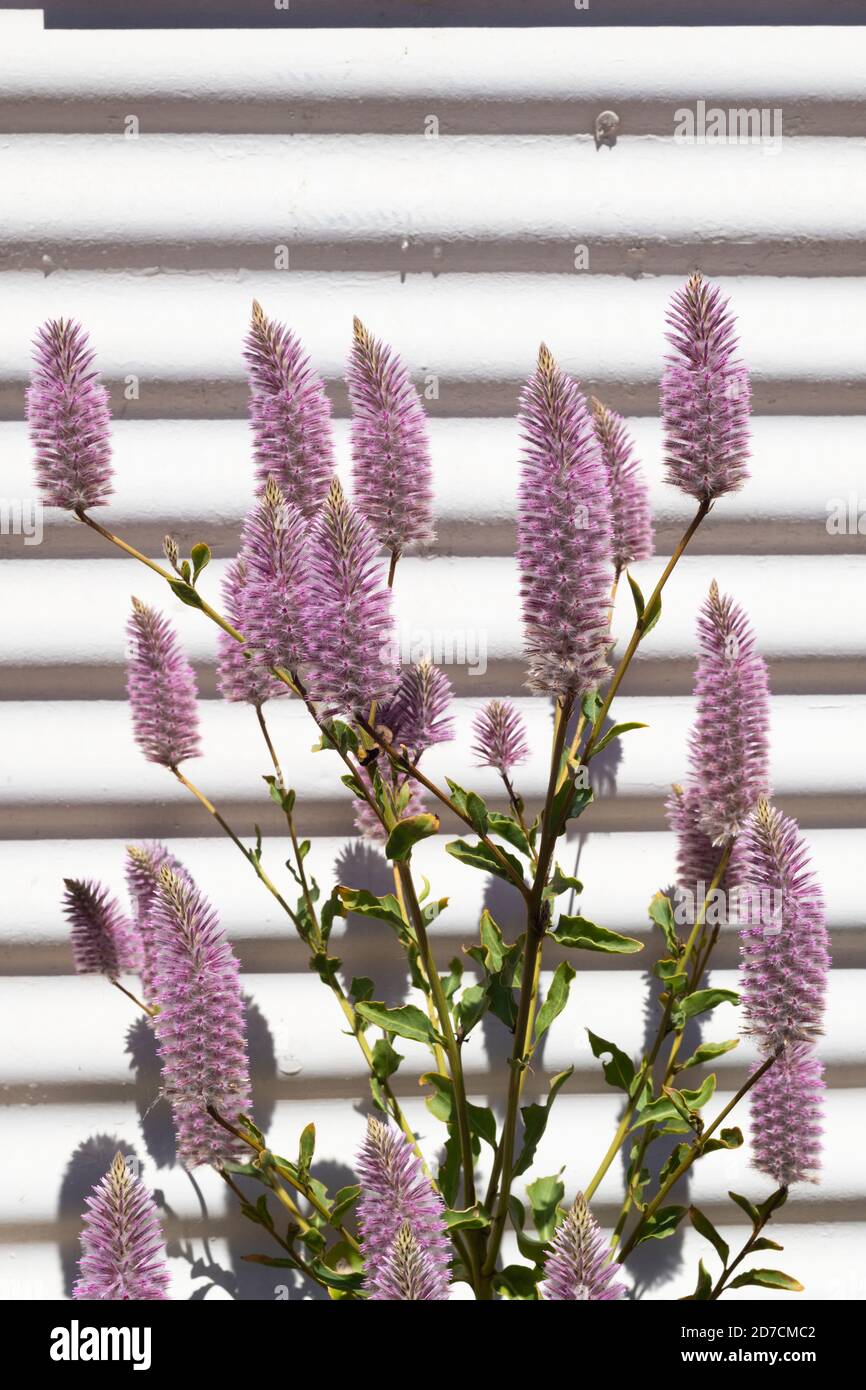 Mulla Mulla, a local wildflower, in front a traditional corrugated iron ...