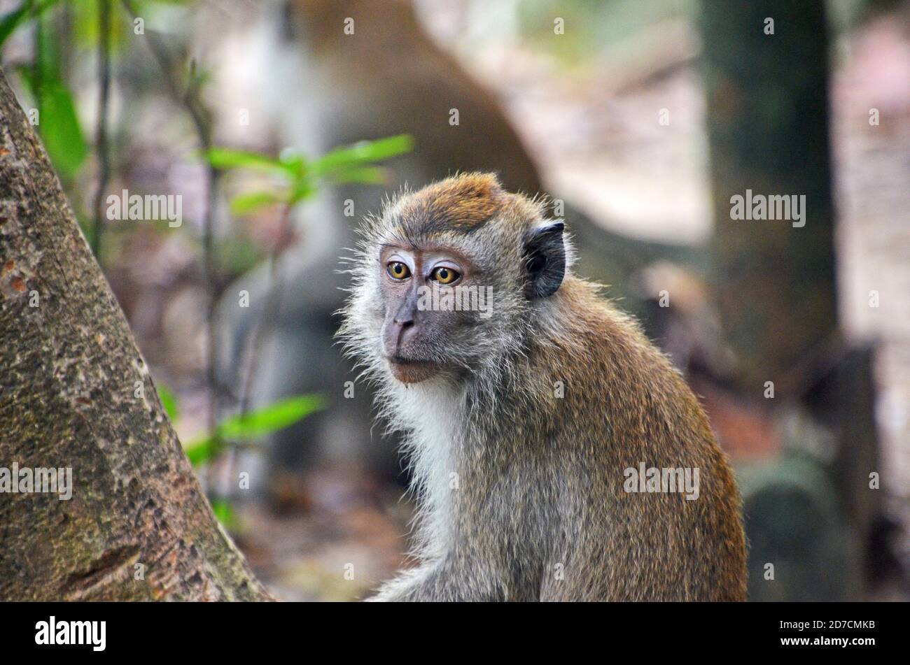 Long-tailed macaque (Macaca fascicularis), Penang National Park (Taman ...