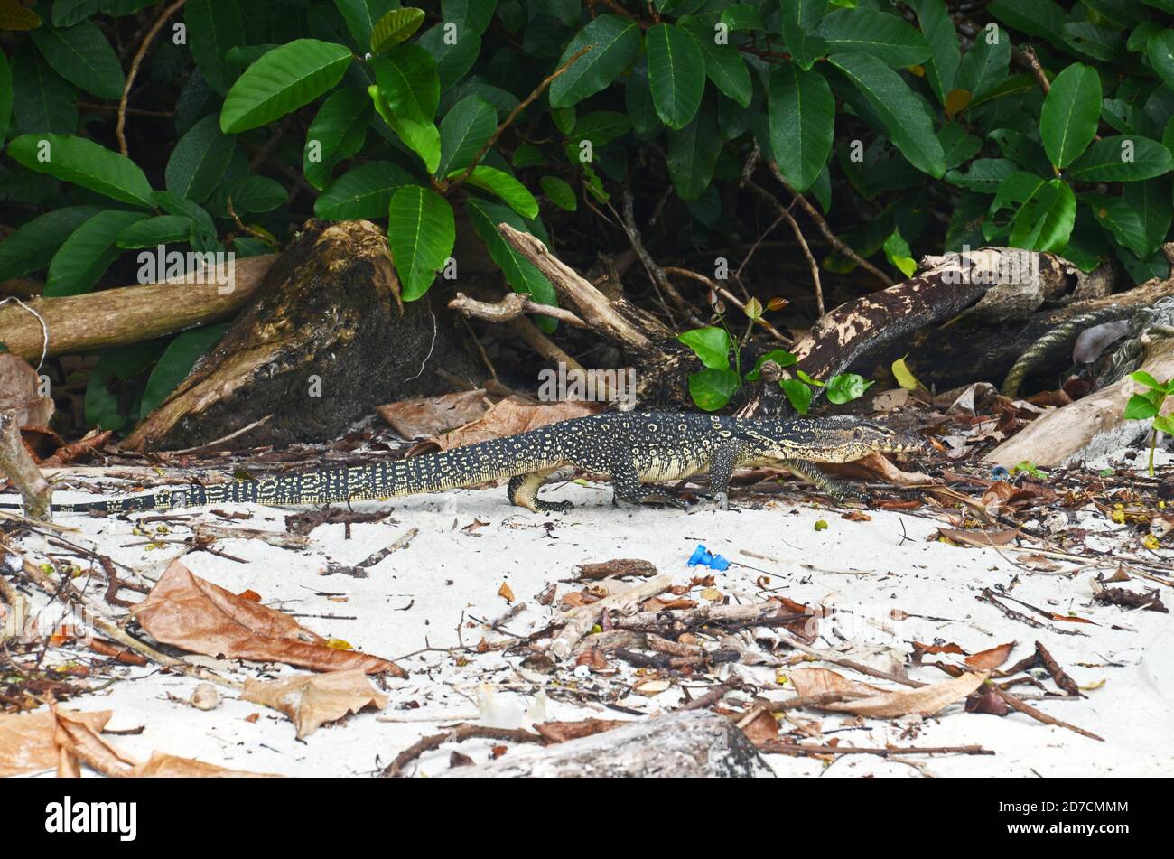 Monitor lizard (Varanus sp.), Penang National Park, George Town ...