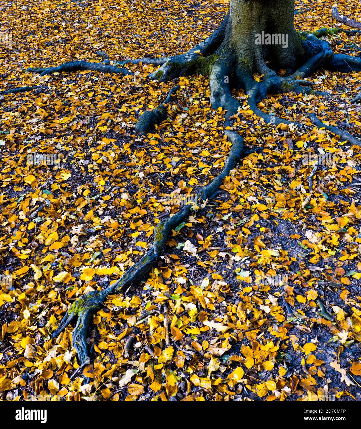 Yellow Autumn Leaves and Tree Roots, Woods, Clayfield Copse, Emma Green ...