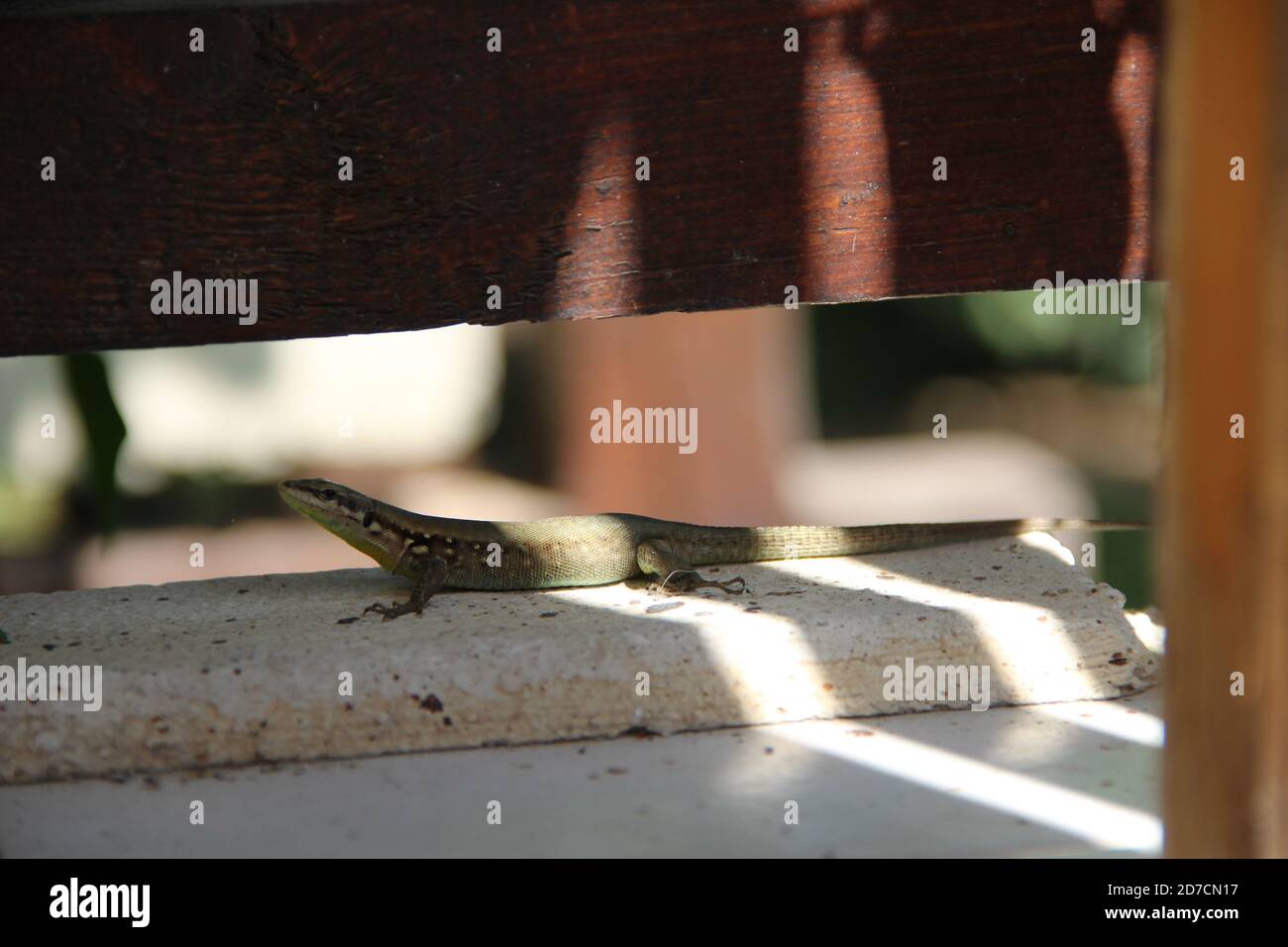 a little green lizard on a tree under the sun Stock Photo - Alamy
