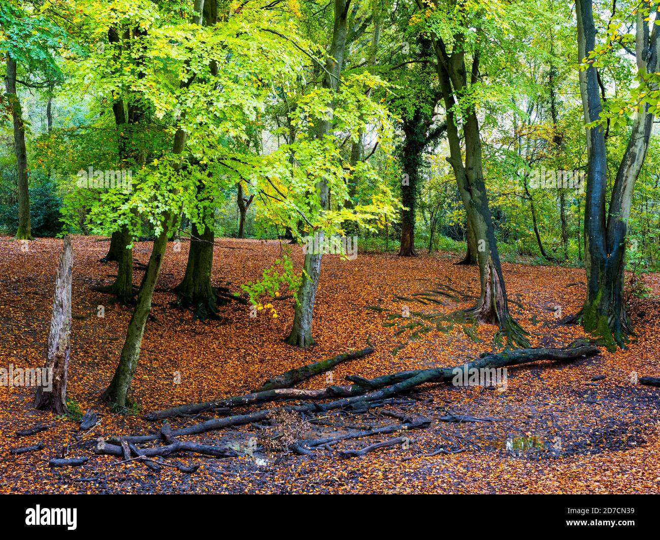Ancient Native Woodlands, Autumn Landscapes, Clayfield Copse, Emma ...