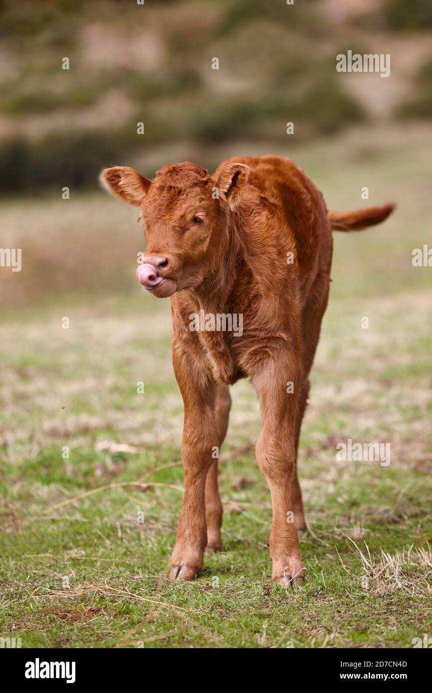 Unweaned calf hi-res stock photography and images - Alamy