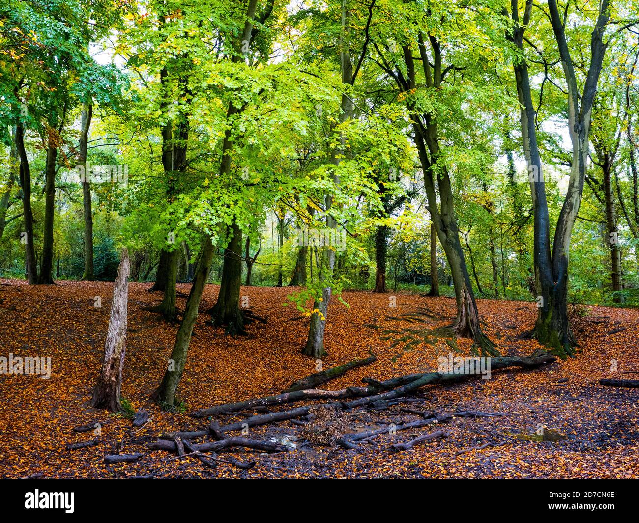 Ancient Native Woodlands, Autumn Landscapes, Clayfield Copse, Emma ...