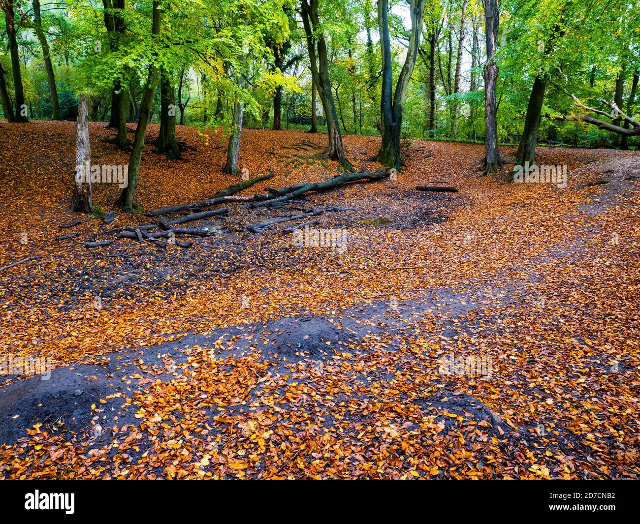 Ancient Native Woodlands, Autumn Landscapes, Clayfield Copse, Emma ...
