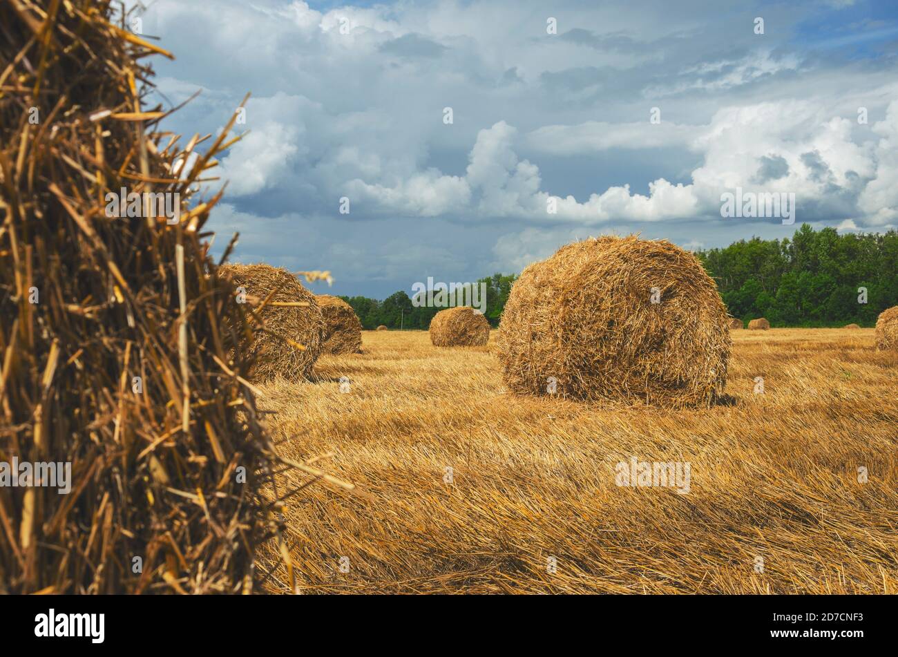Dark clouds over fields of wheat hi-res stock photography and images ...