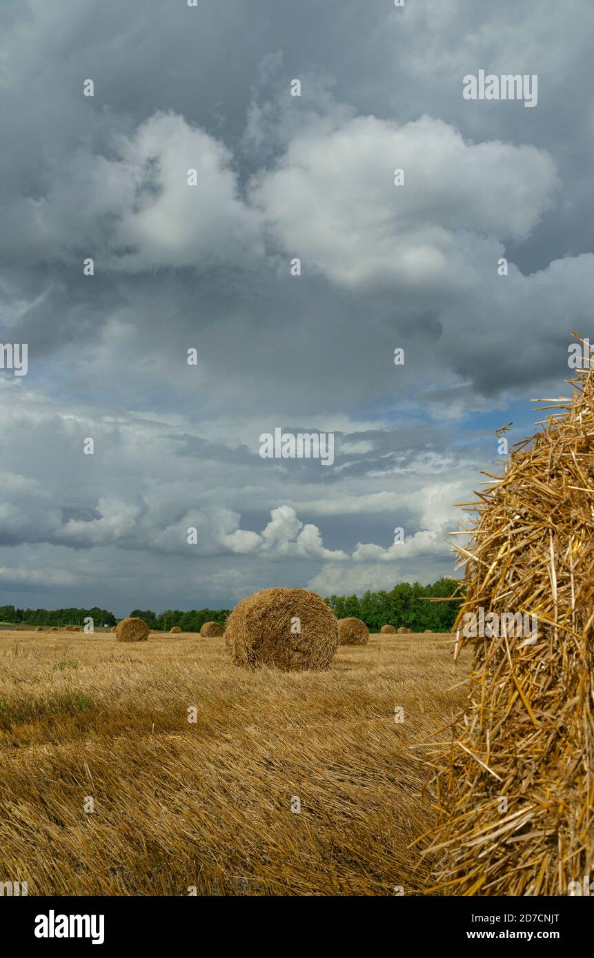 Dark stormy clouds over the farm field with haystacks Stock Photo - Alamy