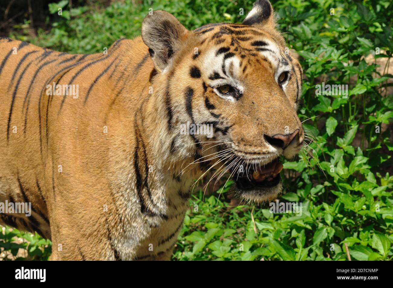 Tigris bandipur hi-res stock photography and images - Alamy