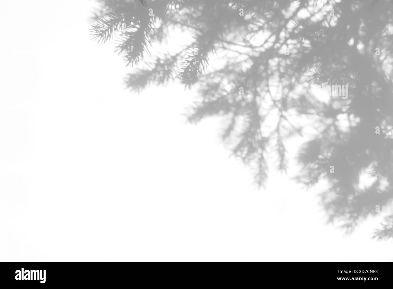 shadows of fir tree branches on a white wall Stock Photo - Alamy