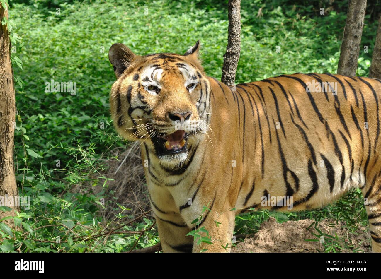 Tiger Belly High Resolution Stock Photography and Images - Alamy