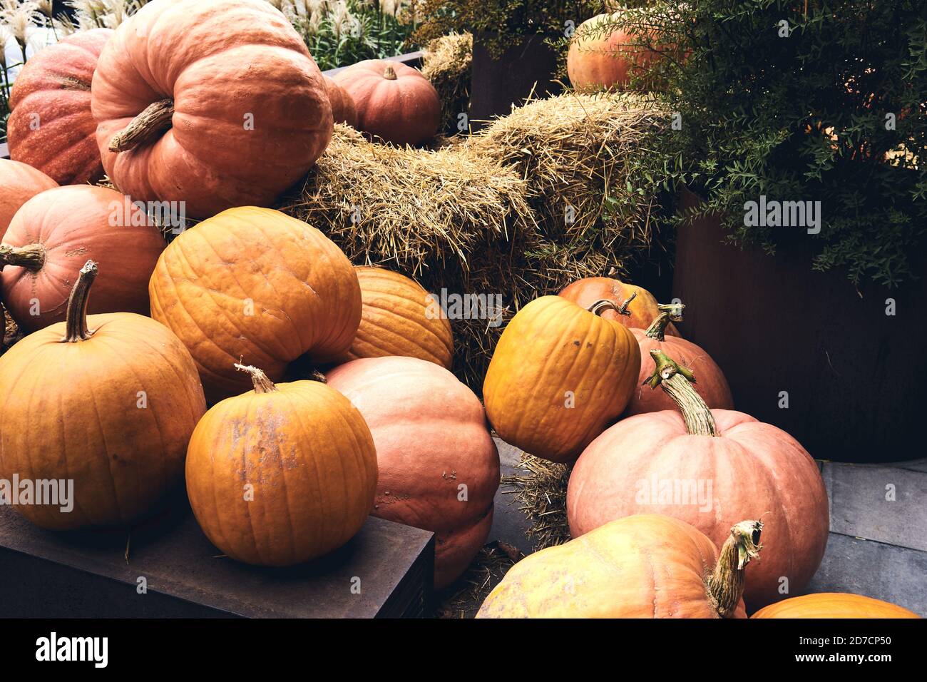 Decorative pumpkins at farm market stands on sheaves of hay ...