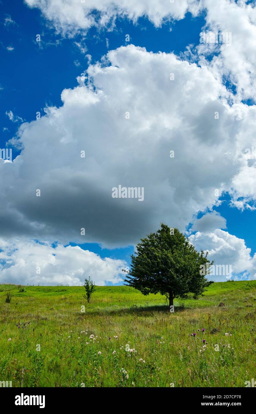 Beautiful summer landscape with green hills and lonely growing apple ...