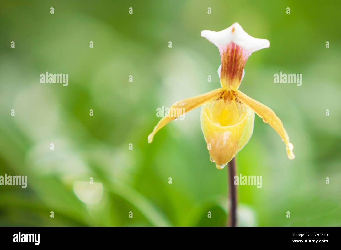 Paphiopedilum villosum lindley stein hi-res stock photography and ...