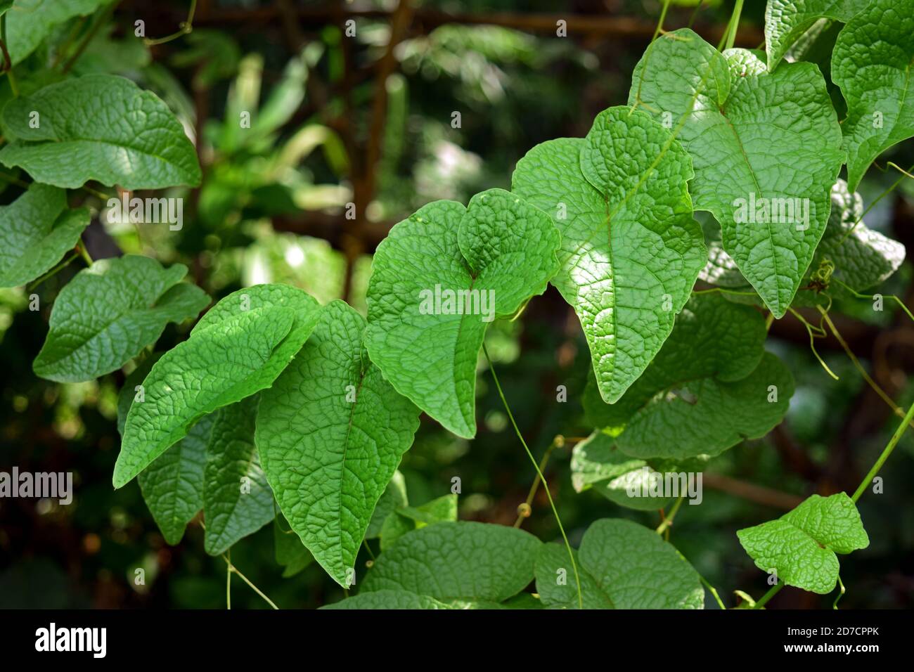 Green leaf with sunlight on black background Stock Photo - Alamy