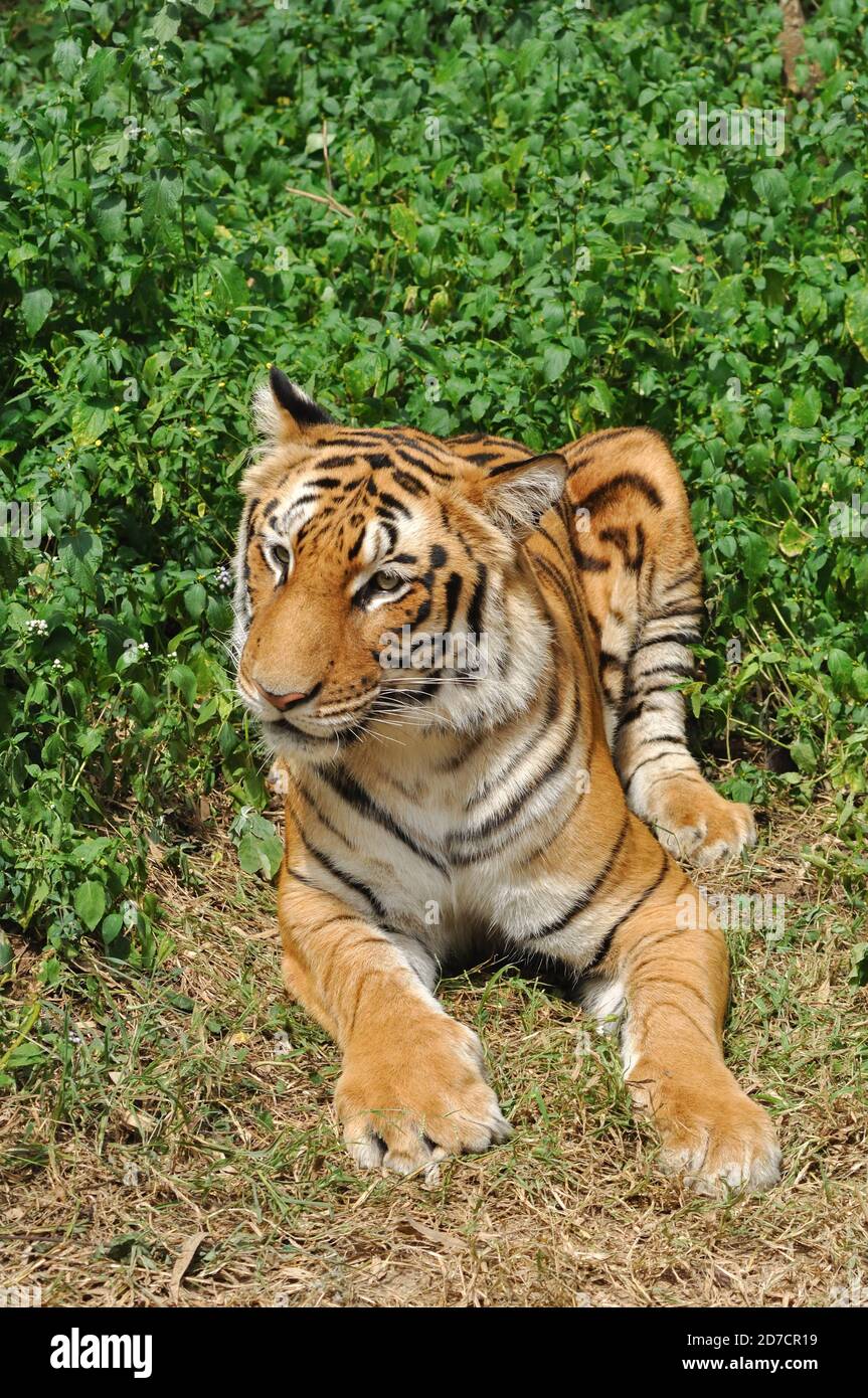 Tiger Belly High Resolution Stock Photography and Images - Alamy