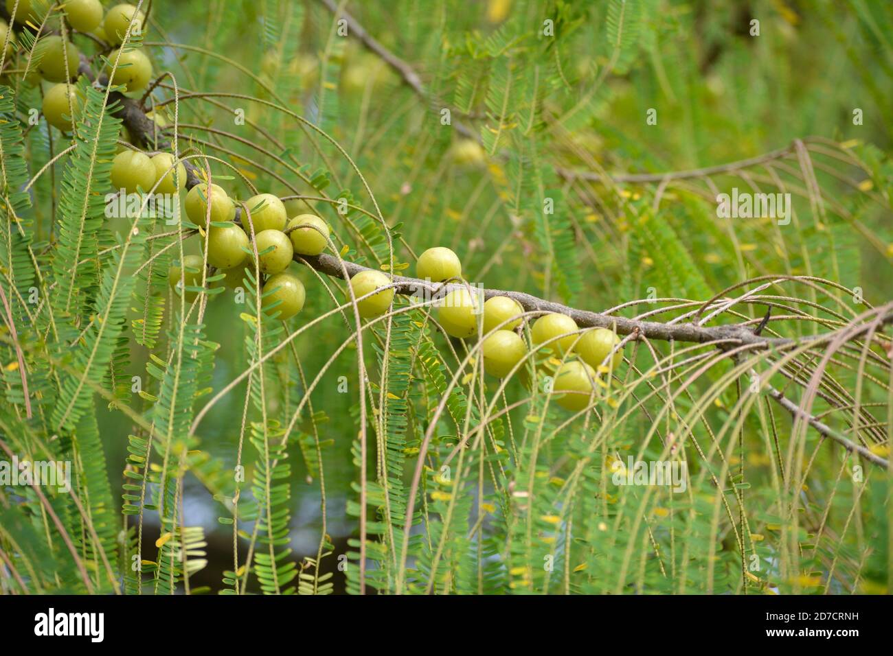 Amla tree hi-res stock photography and images - Alamy
