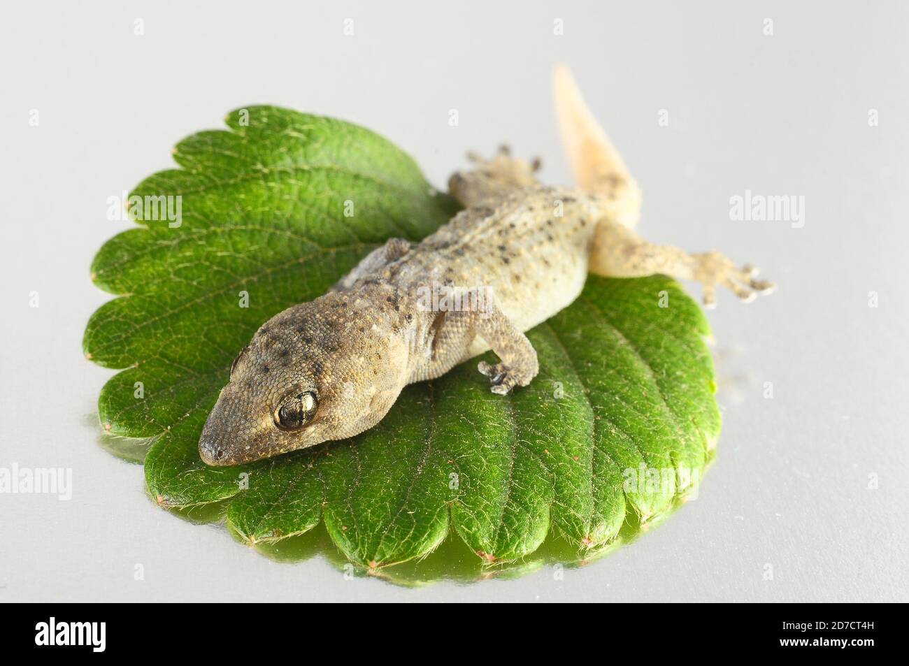 Gecko Lizard and Leaf Stock Photo - Alamy