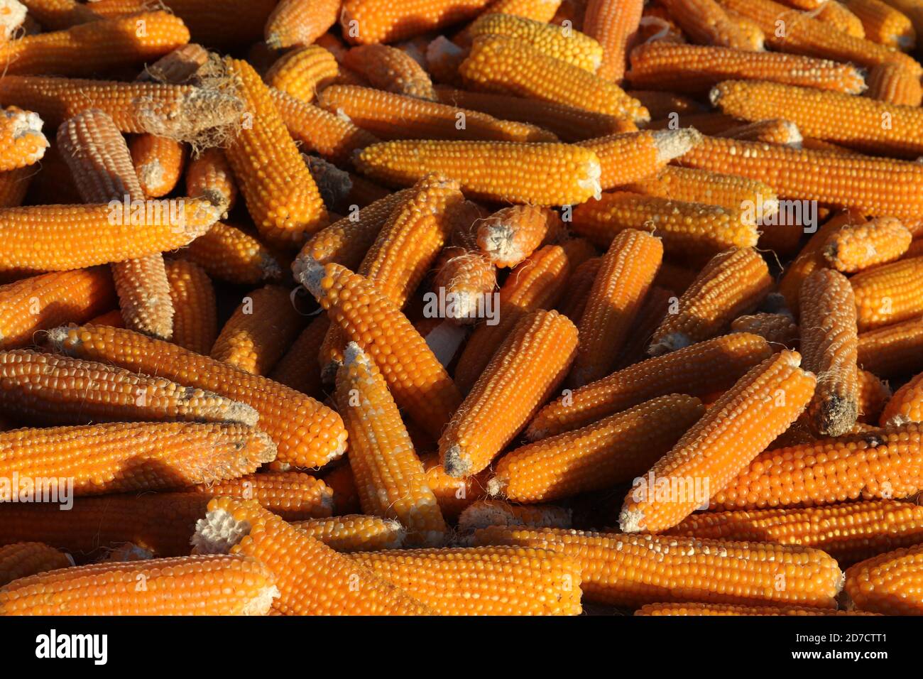 Dried corns for the winter. Corn background Stock Photo - Alamy