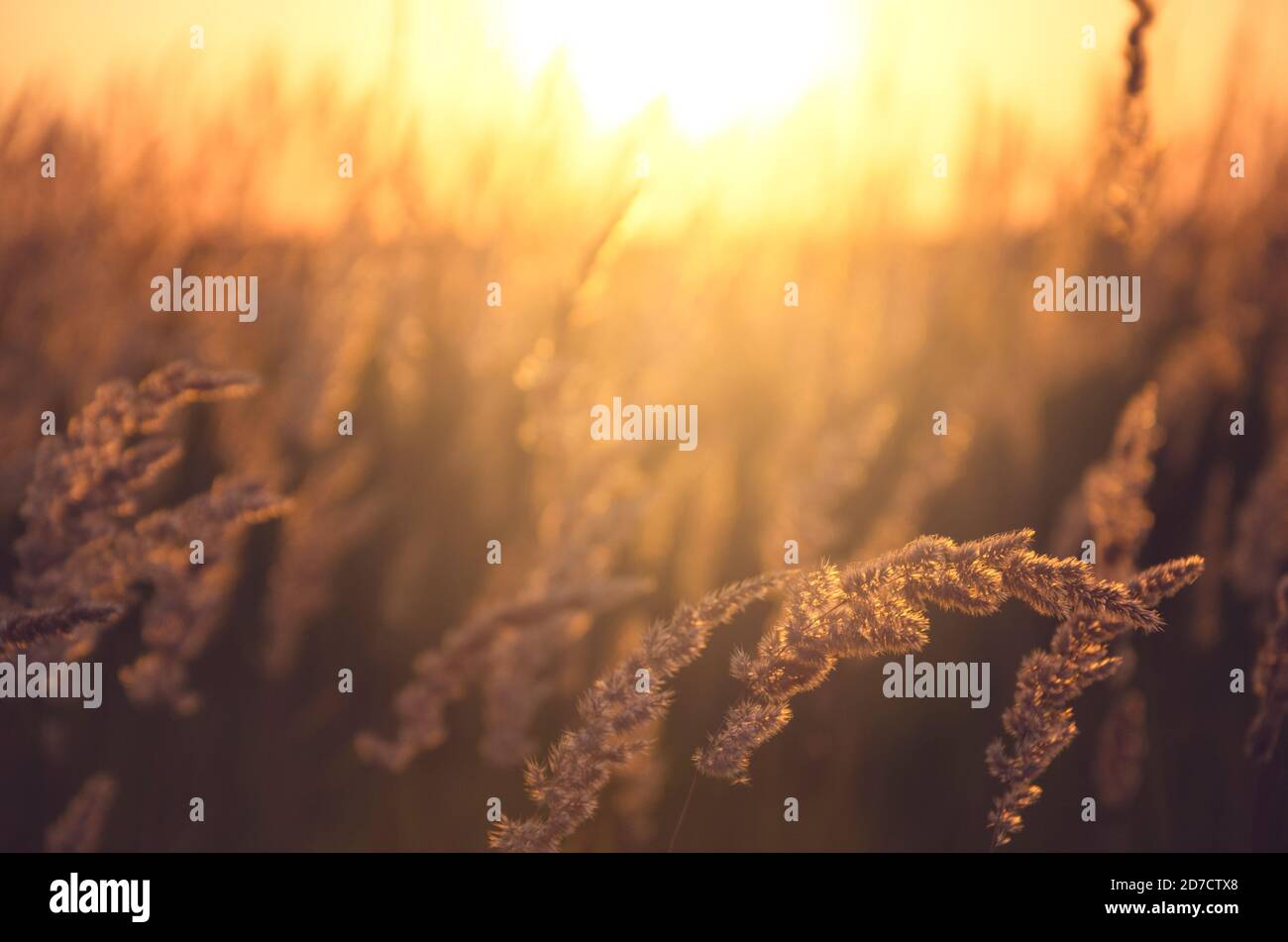Bright sunny farm view hi-res stock photography and images - Alamy