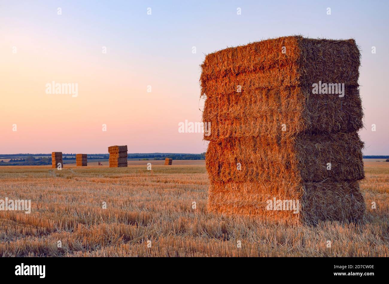Rectangular haystacks on the empty agricultural field after harvesting ...