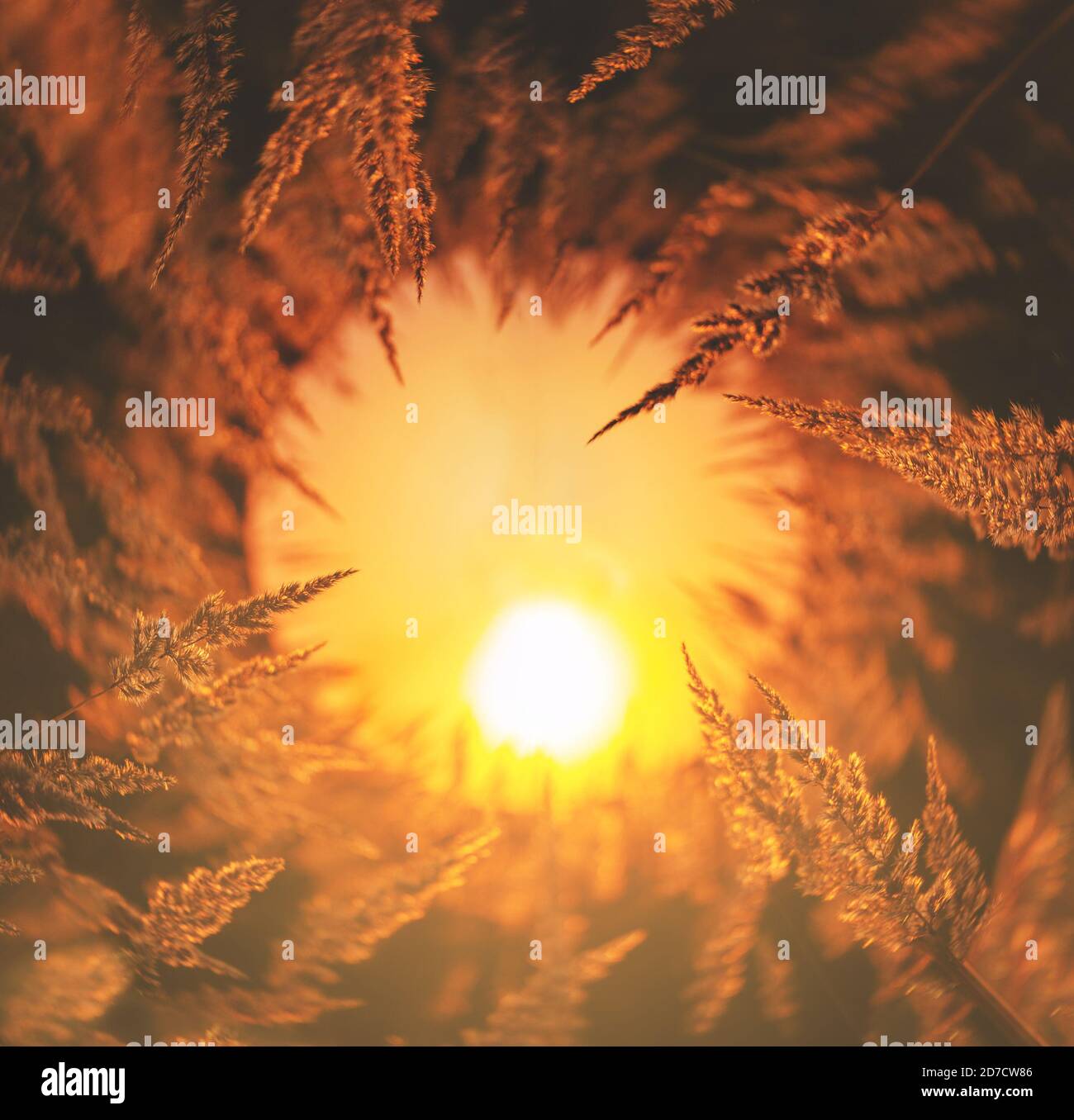 Sunny stereographic panoramic projection of spikelets of grasses ...