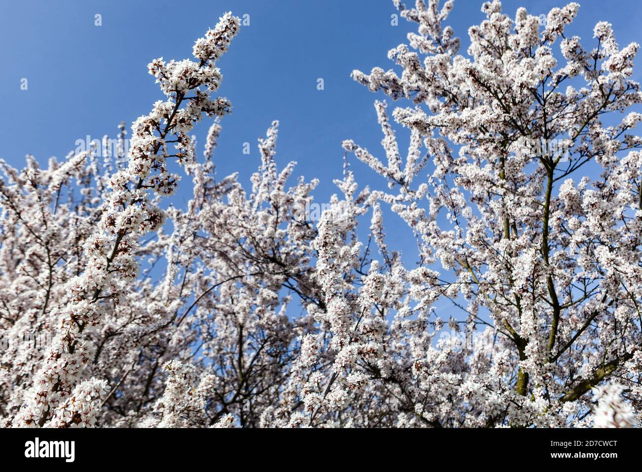 Prunus cerasifera blossom hi-res stock photography and images - Alamy