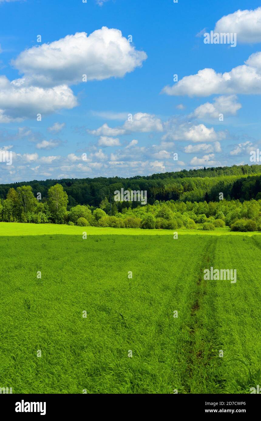 Sunny spring or summer rural landscape with green field and mixed ...