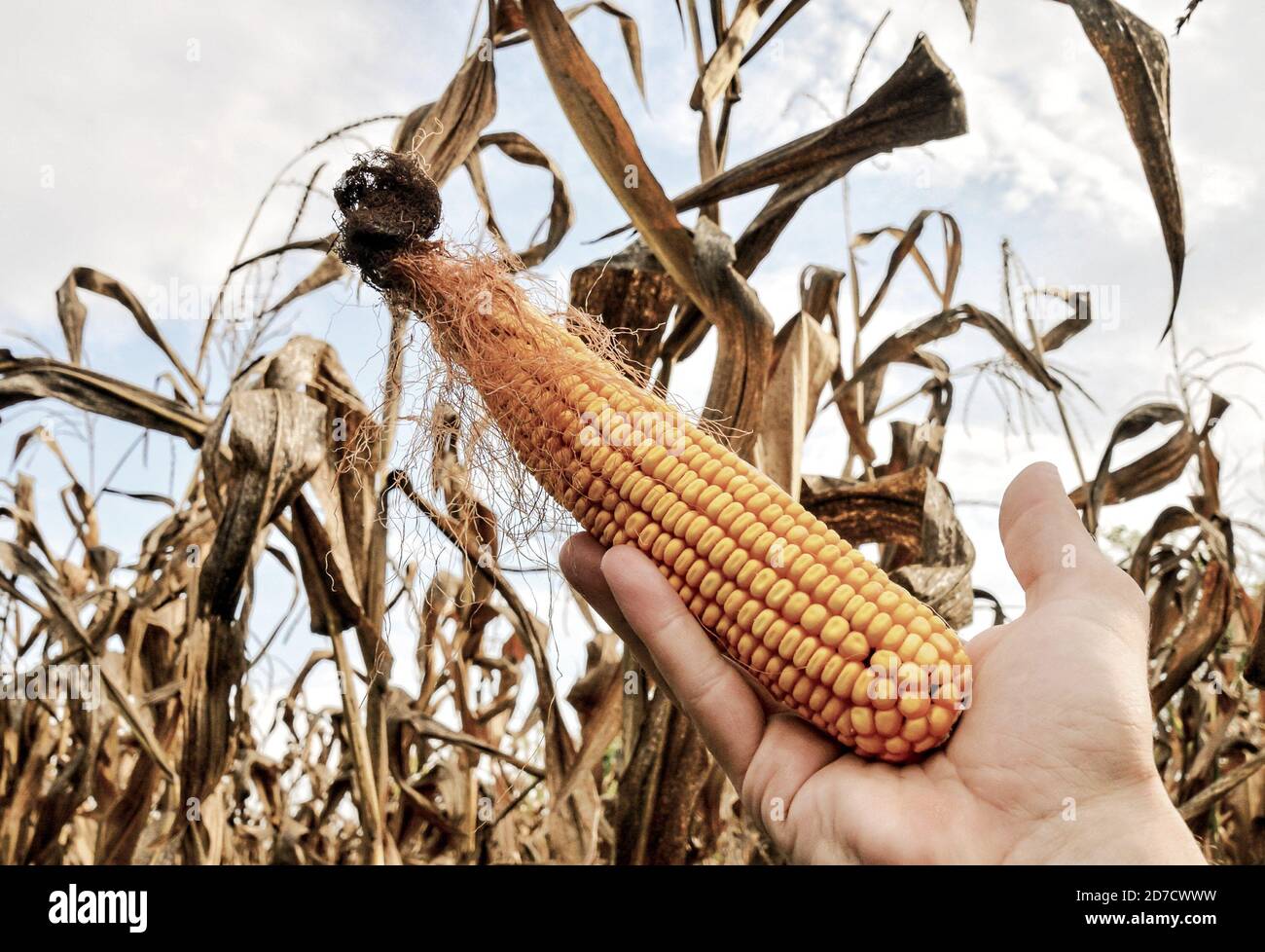 Corn Plant Background Stock Photo - Alamy