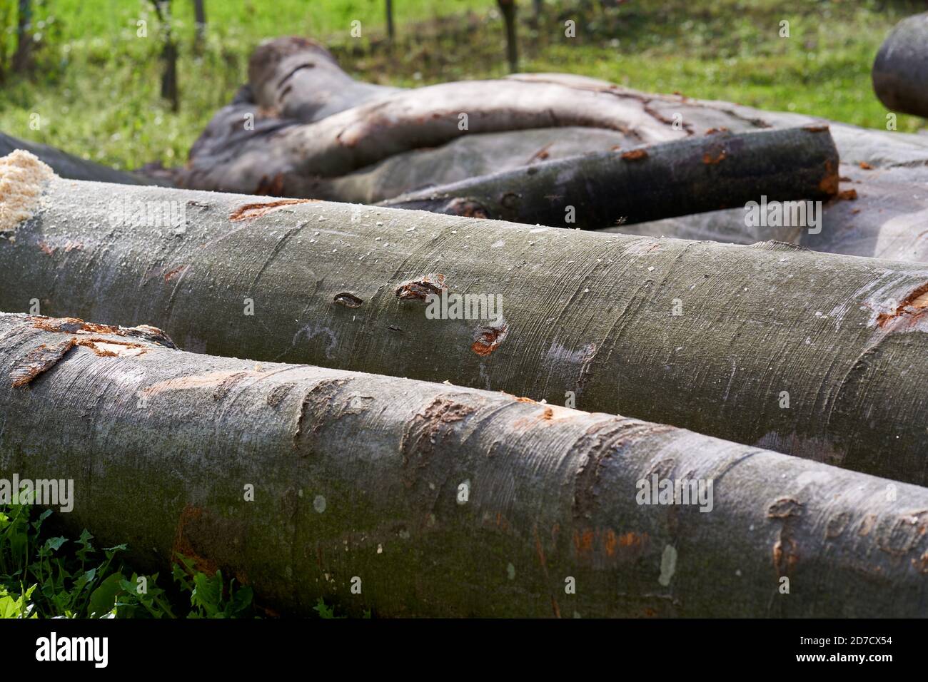Beach wood ready to be logged and split for the winter Stock Photo - Alamy