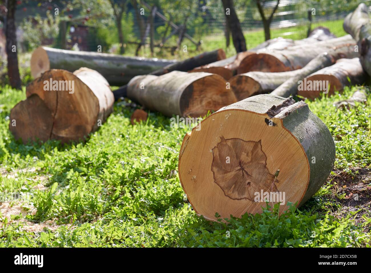 Beach wood ready to be logged and split for the winter Stock Photo - Alamy
