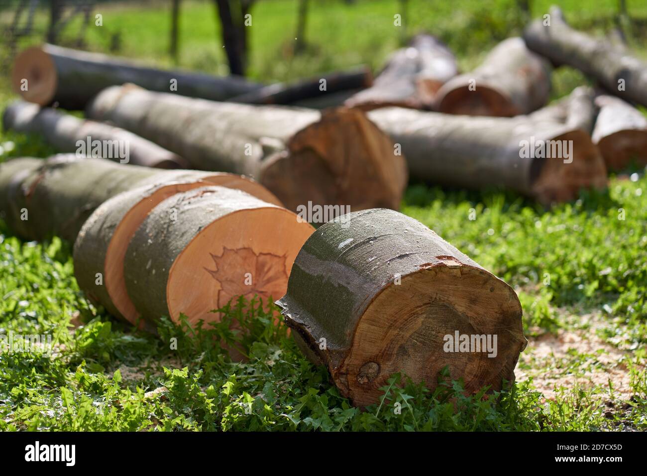 Beach wood ready to be logged and split for the winter Stock Photo - Alamy