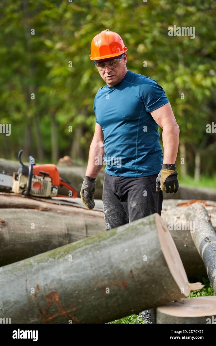 Strong lumberjack pushing and pulling logs to prop them for sawing ...