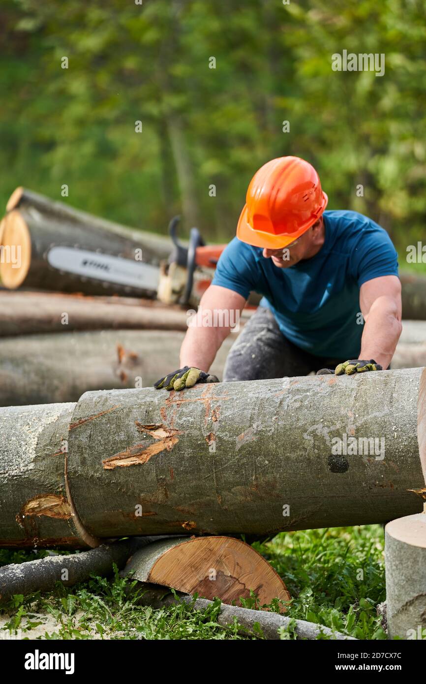 Strong lumberjack pushing and pulling logs to prop them for sawing ...