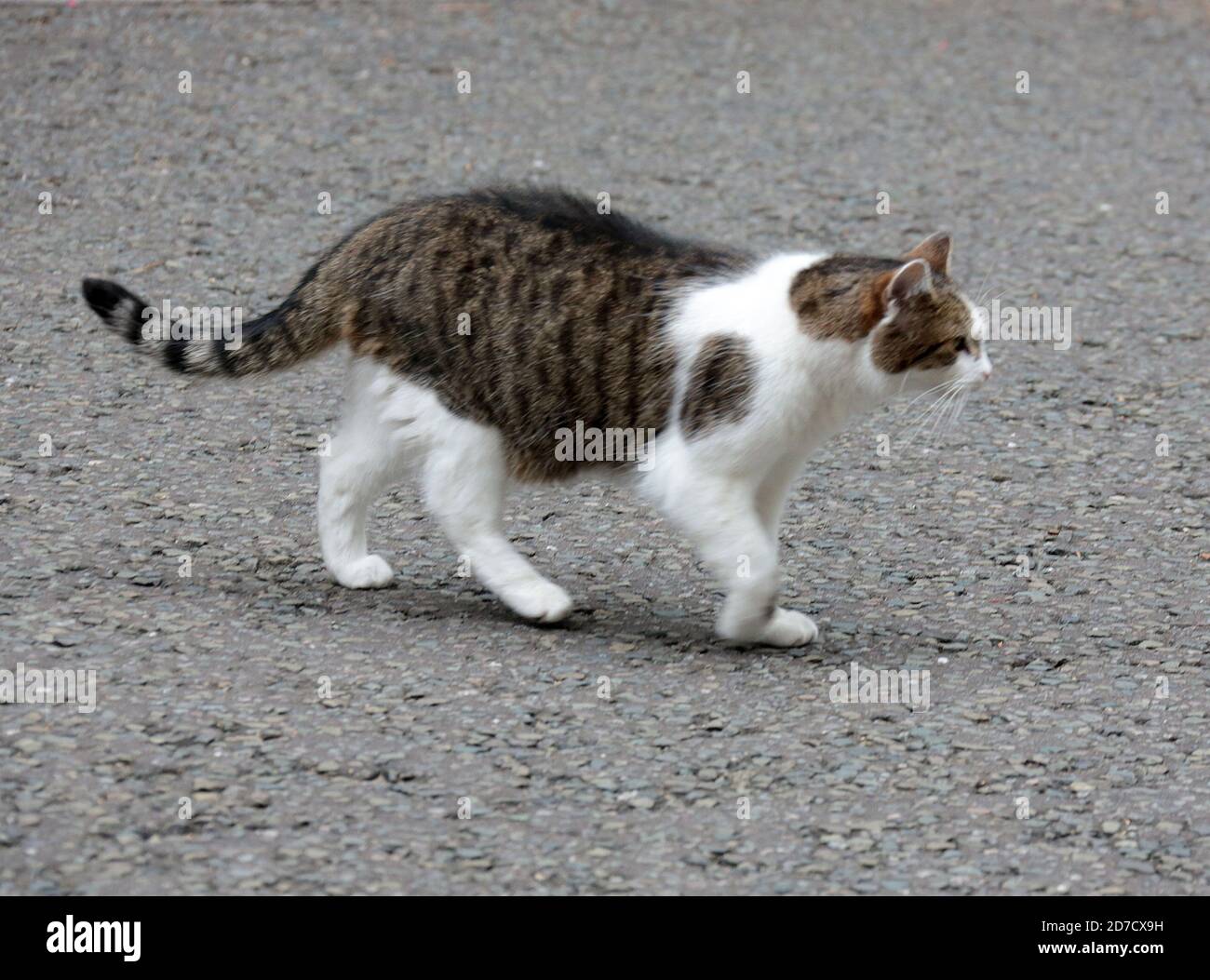 Larry the cat hi-res stock photography and images - Alamy