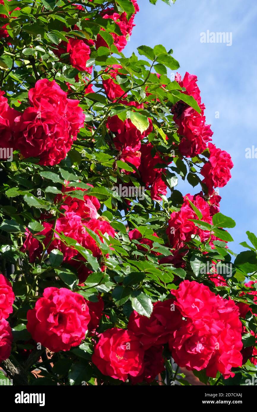 Red shrub rose garden Stock Photo - Alamy