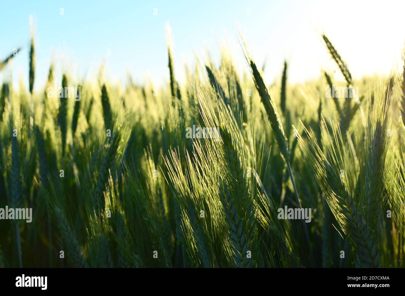 View on of young green wheat crop on the sunset. Farm, production of ...