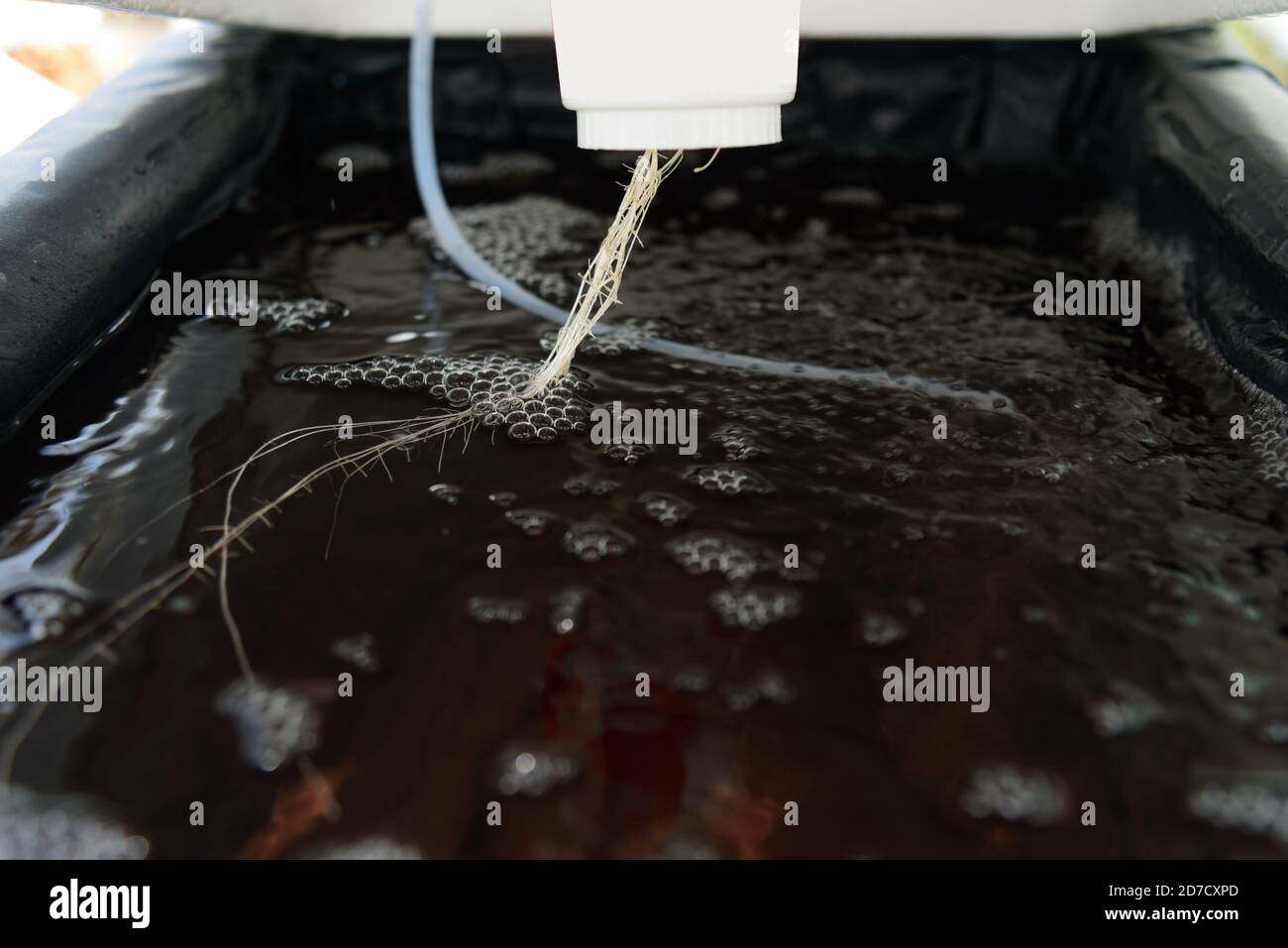 root of melon tree in the water bin of hydroponics system Stock Photo ...