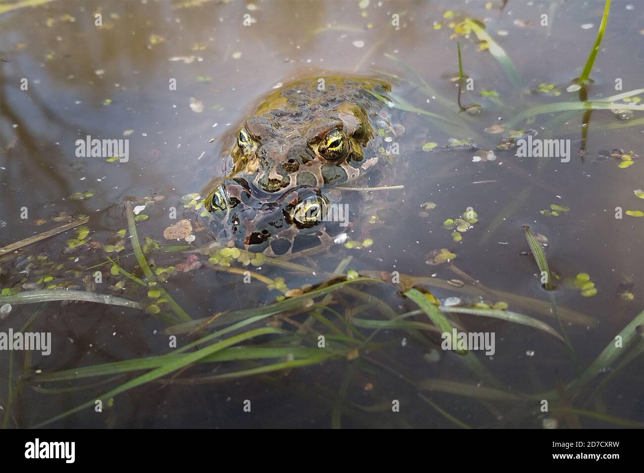 Palearctic hi-res stock photography and images - Alamy