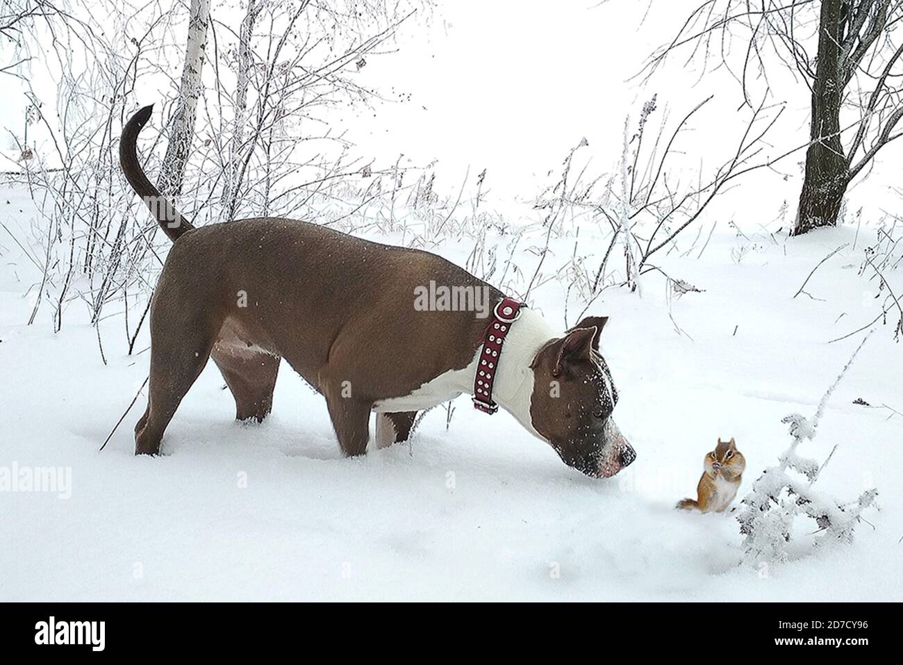 The dog and the chipmunk Stock Photo - Alamy