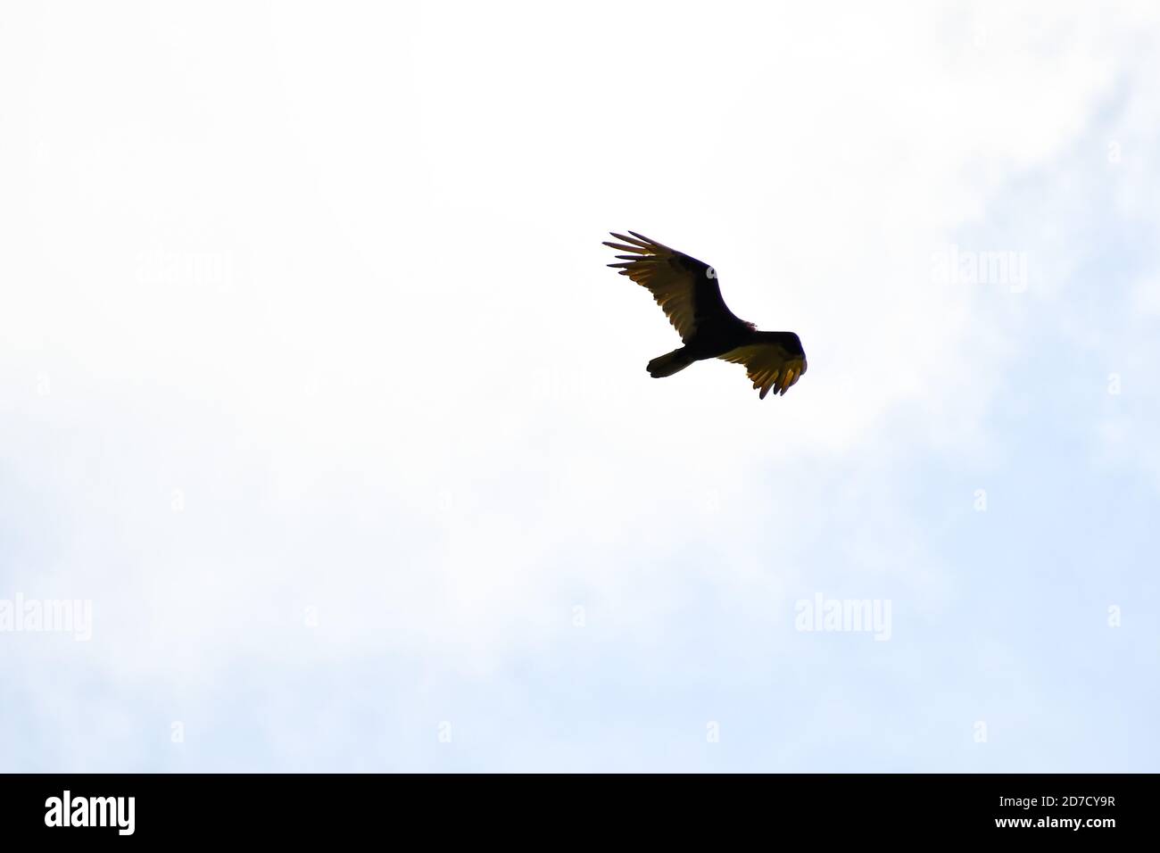 eagle in flight, photo as a background ,taken in Arenal Volcano lake ...