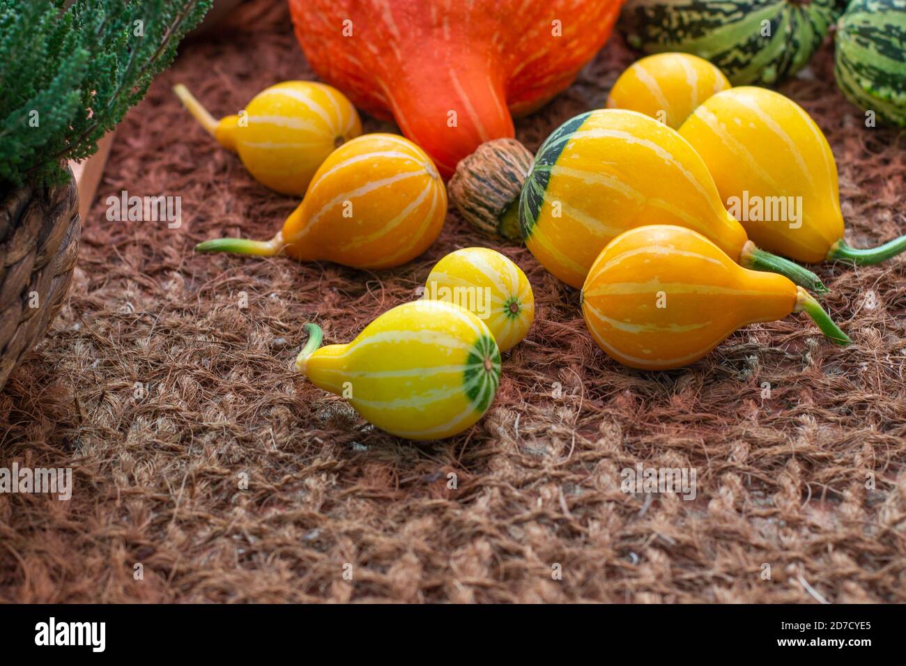Striped pear gourd hi-res stock photography and images - Alamy
