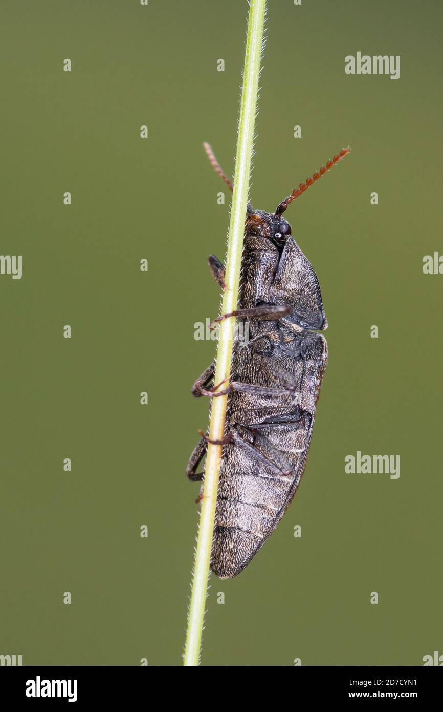 Murina hi-res stock photography and images - Alamy