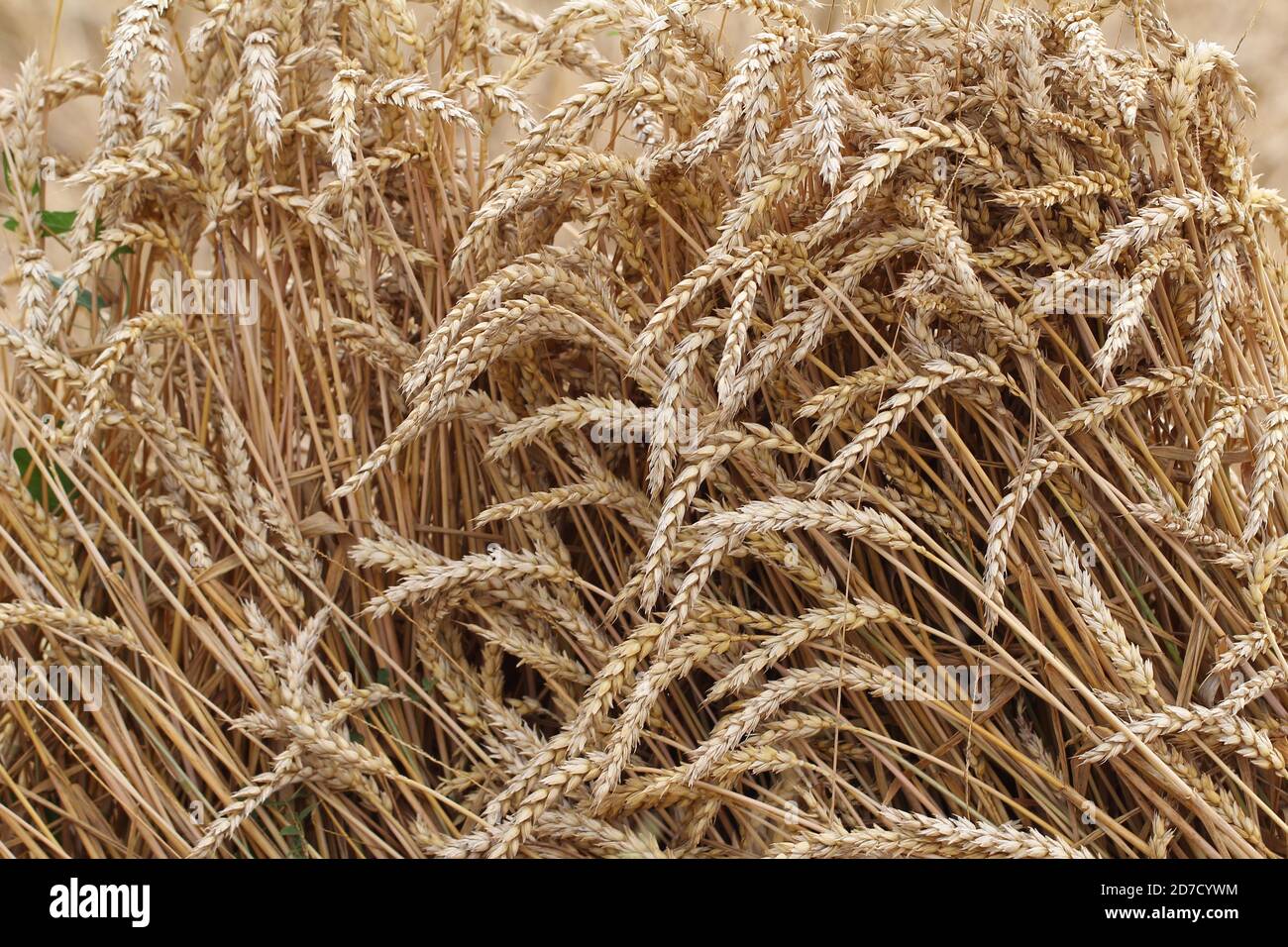 Closeup shot of ears of grain Stock Photo - Alamy