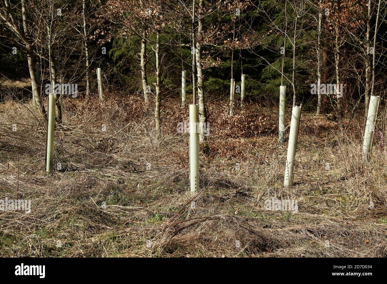 Shot of newly planted trees equipped with a supporting stick and a ...
