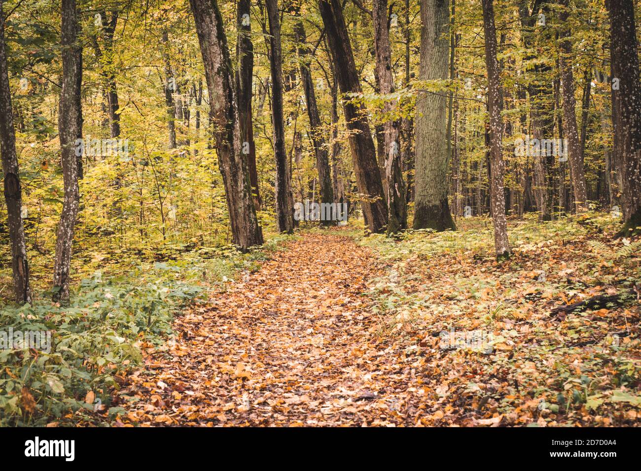 Walking Trail in the Forest Park. Walking Trail With a Beautiful Autumn ...