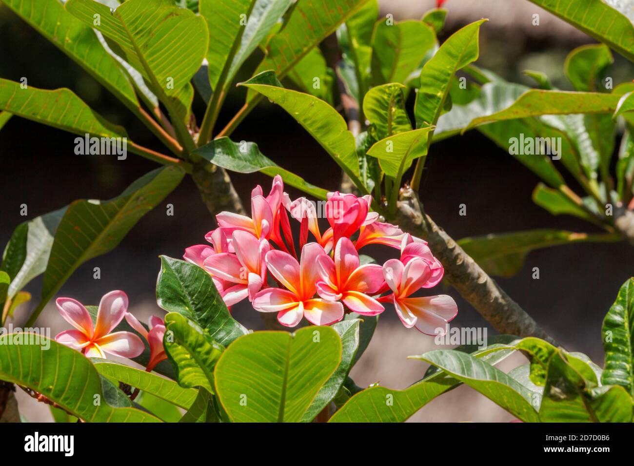 Indonesia, Bali, Flower; Franchipani Stock Photo - Alamy